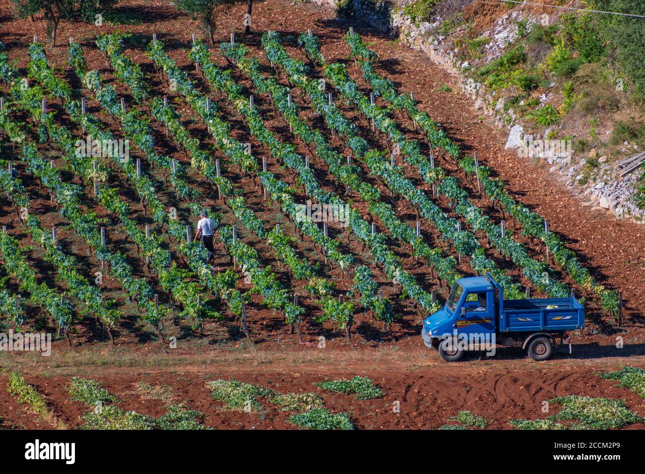 Grape field hi-res stock photography and images - Alamy