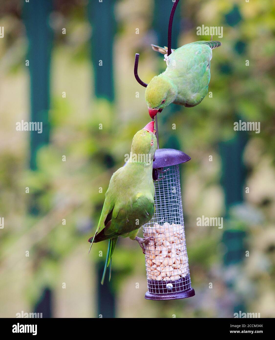 Two exotic wild green parakeets with beaks touching while hanging on a ...