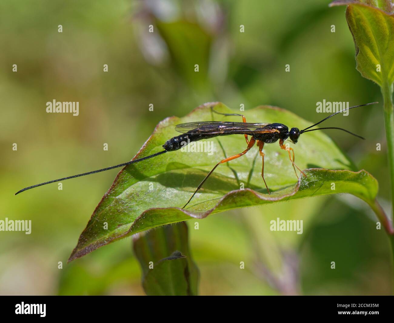 Ichneumon wasp (Ichneumonidae / Pimplinae) female with a long ...