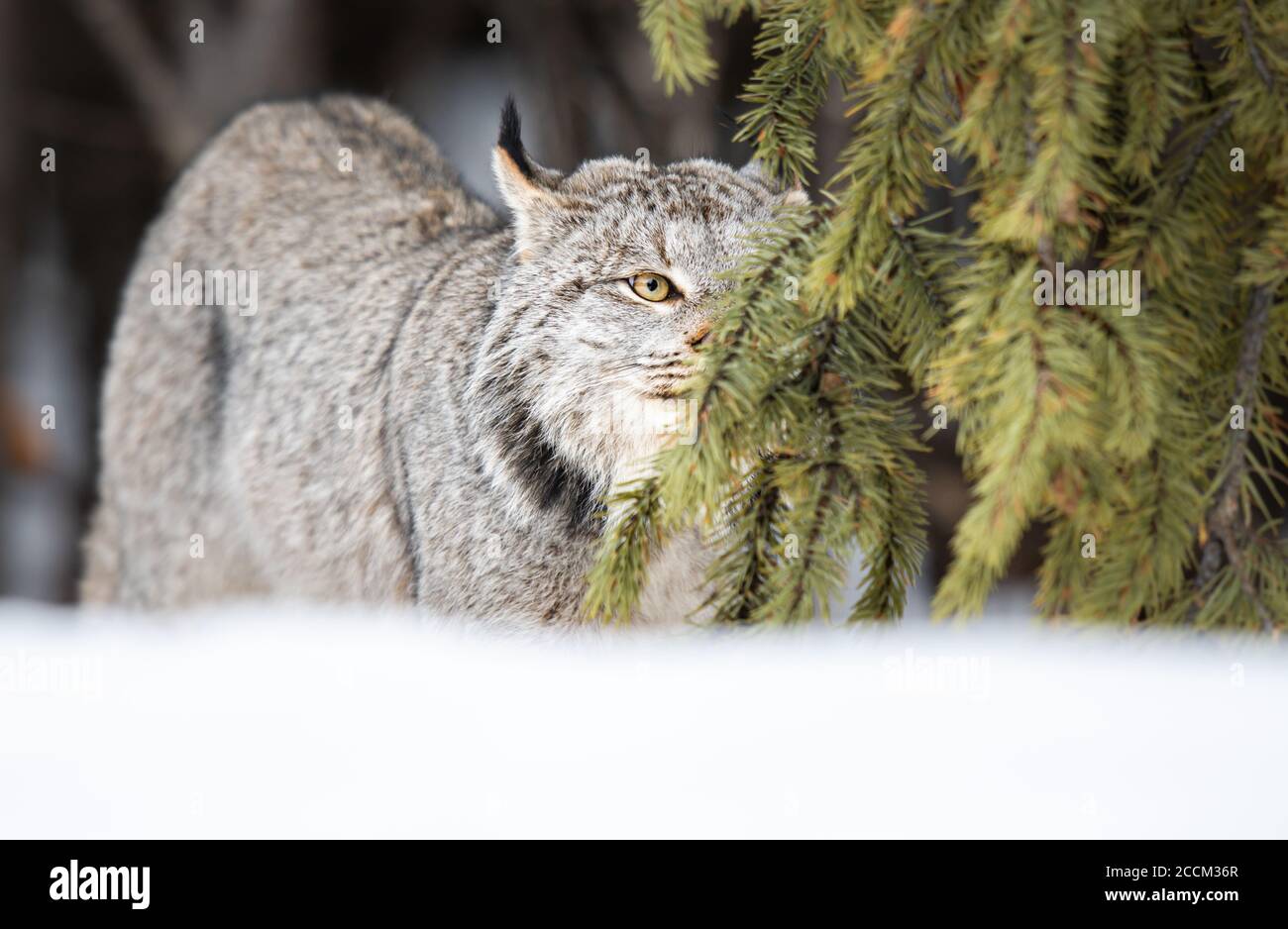 Canadian lynx in the wild Stock Photo - Alamy