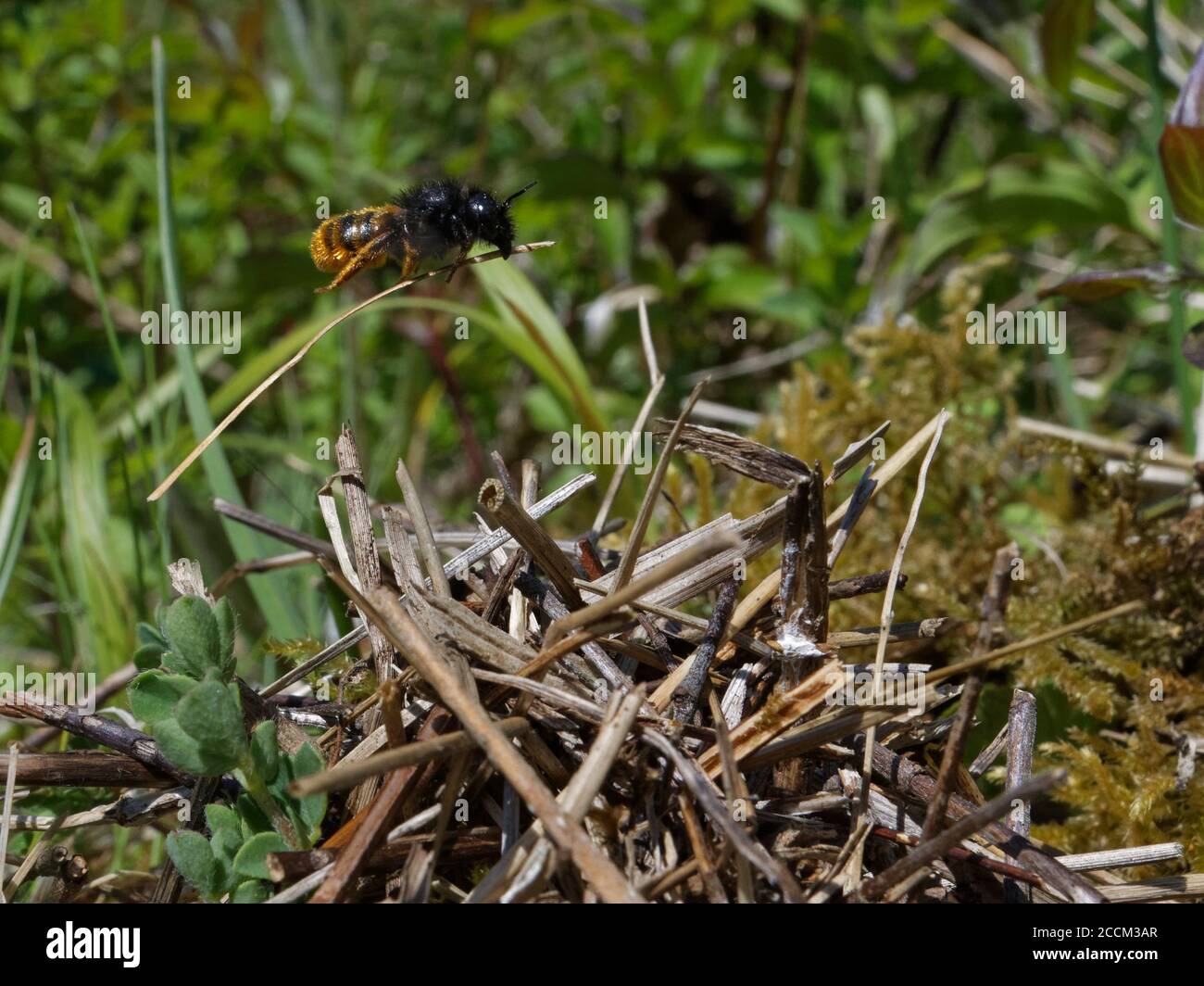 Flying stick hi-res stock photography and images - Alamy