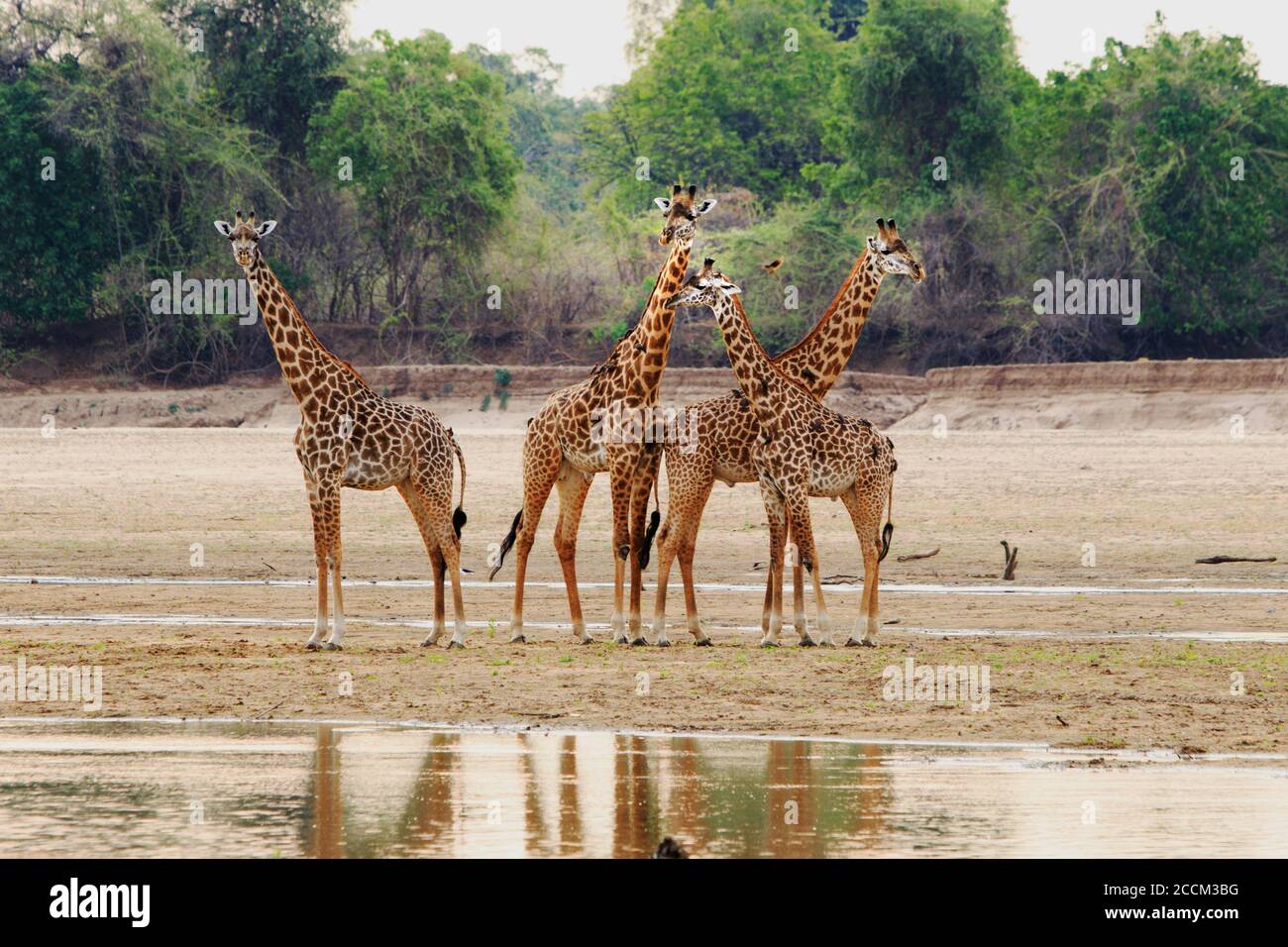 Luangwa giraffe hi-res stock photography and images - Alamy