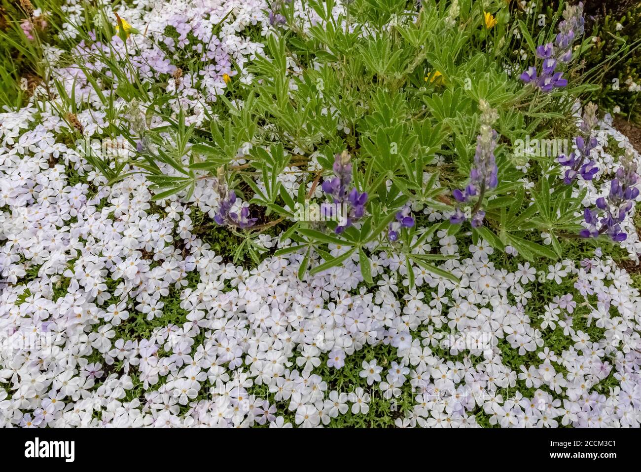 Goat Rocks Wilderness, Gifford Pinchot National Forest, Washington ...