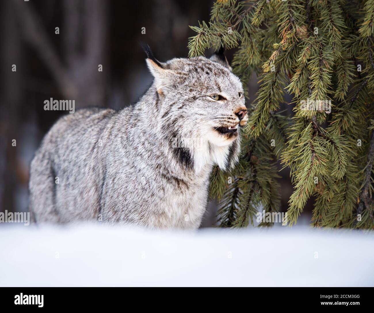 Canadian lynx in the wild Stock Photo - Alamy