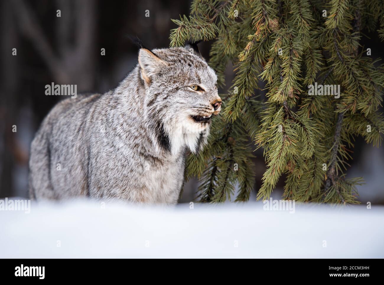 Canadian lynx in the wild Stock Photo - Alamy