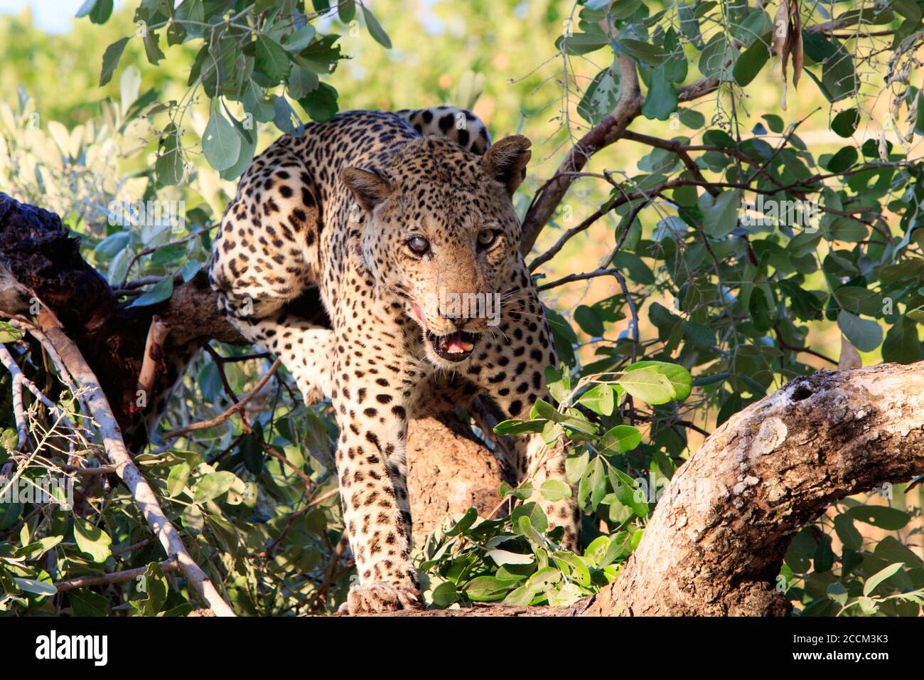 Panthera Pardus (African Leopard), looking directly into camera panting ...