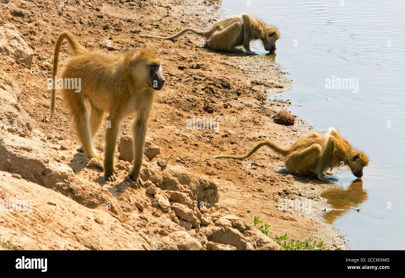 Baboon drinking water hi-res stock photography and images - Alamy