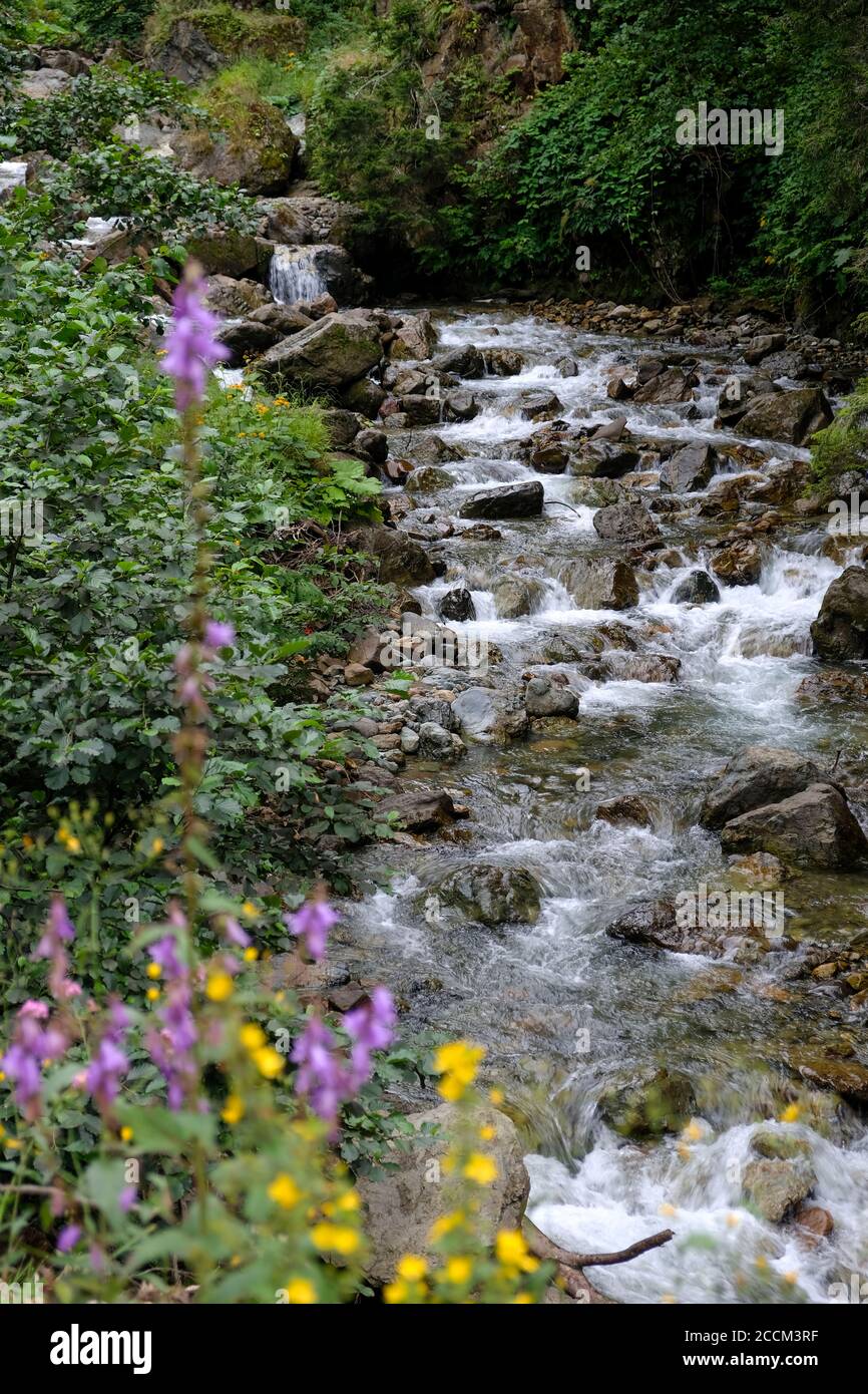 a long exposure stream flowing through stones and plants in trabzon ...