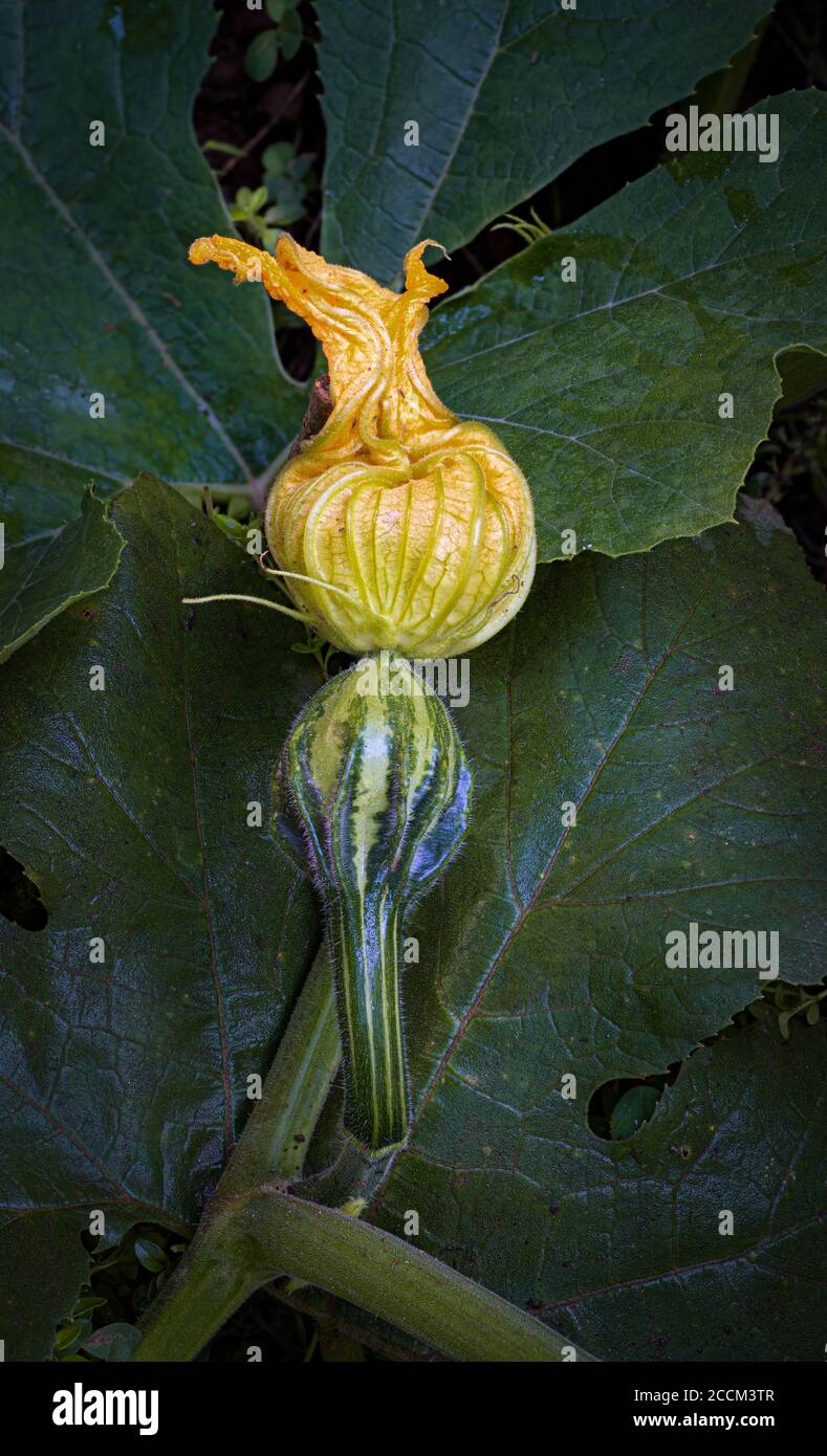 Wilted flower of gourd plant (Cucurbita sp.), with newly formed fruit ...