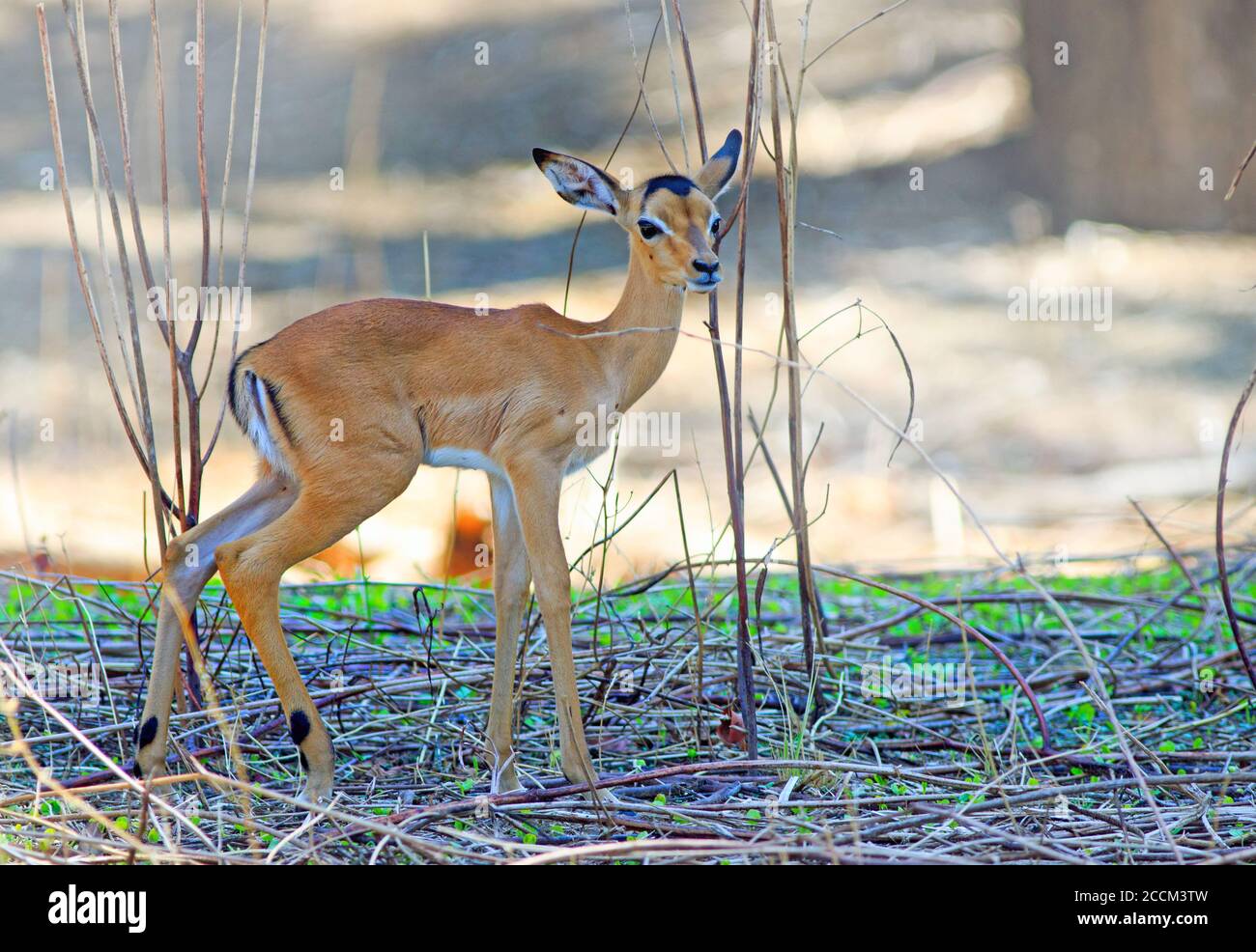 Newly Born Impala calf (Aepyceros melampus) with very skinny wobby legs ...