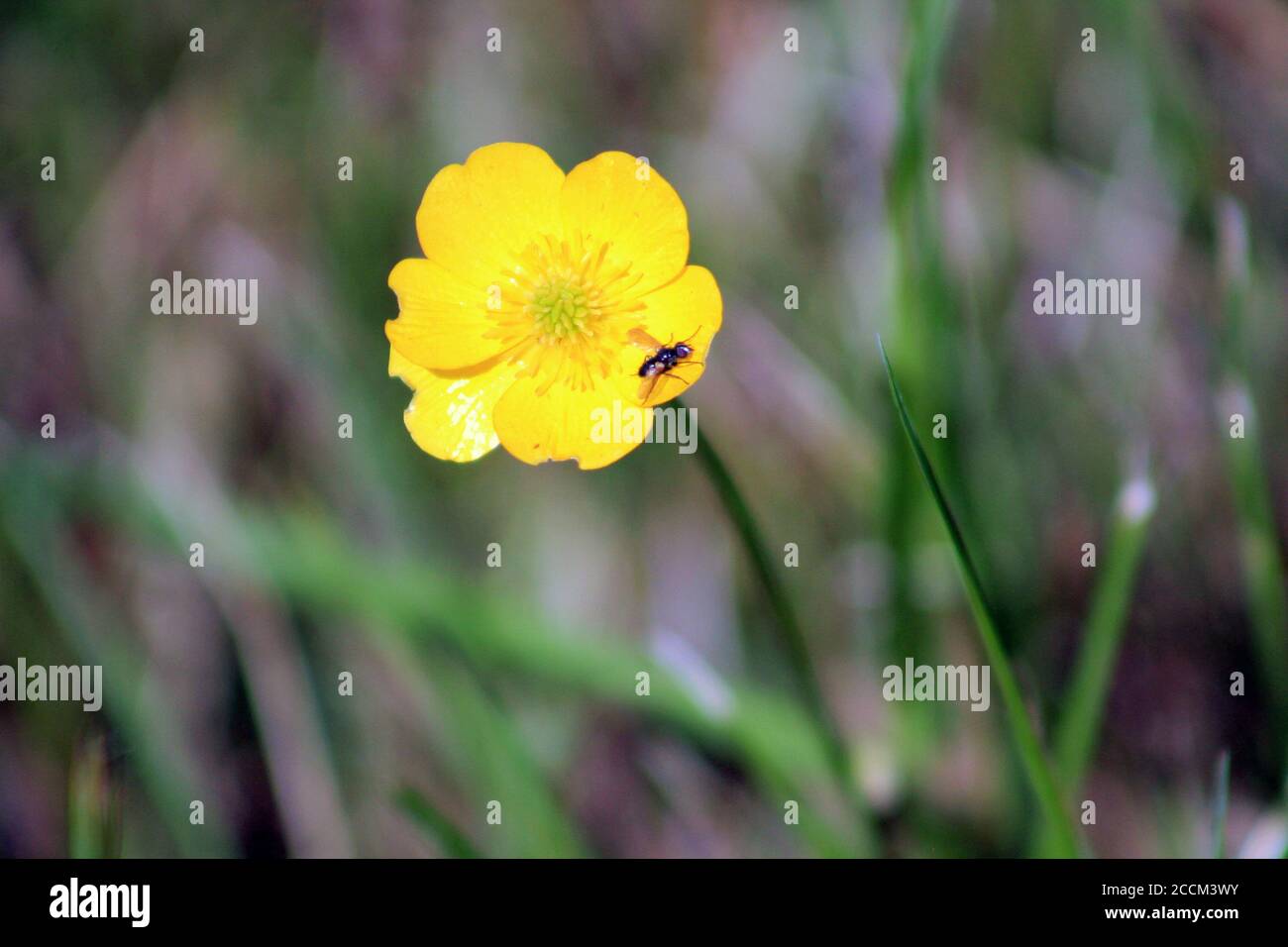 A buttercup flower in grassy meadow.Small flying insect on the petal on ...