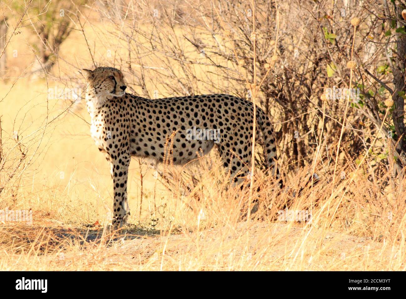 Full Frame of full body of an adult Cheetah standing next to a tree in ...