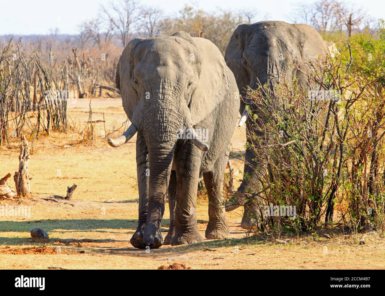 Two elephants walking hi-res stock photography and images - Alamy