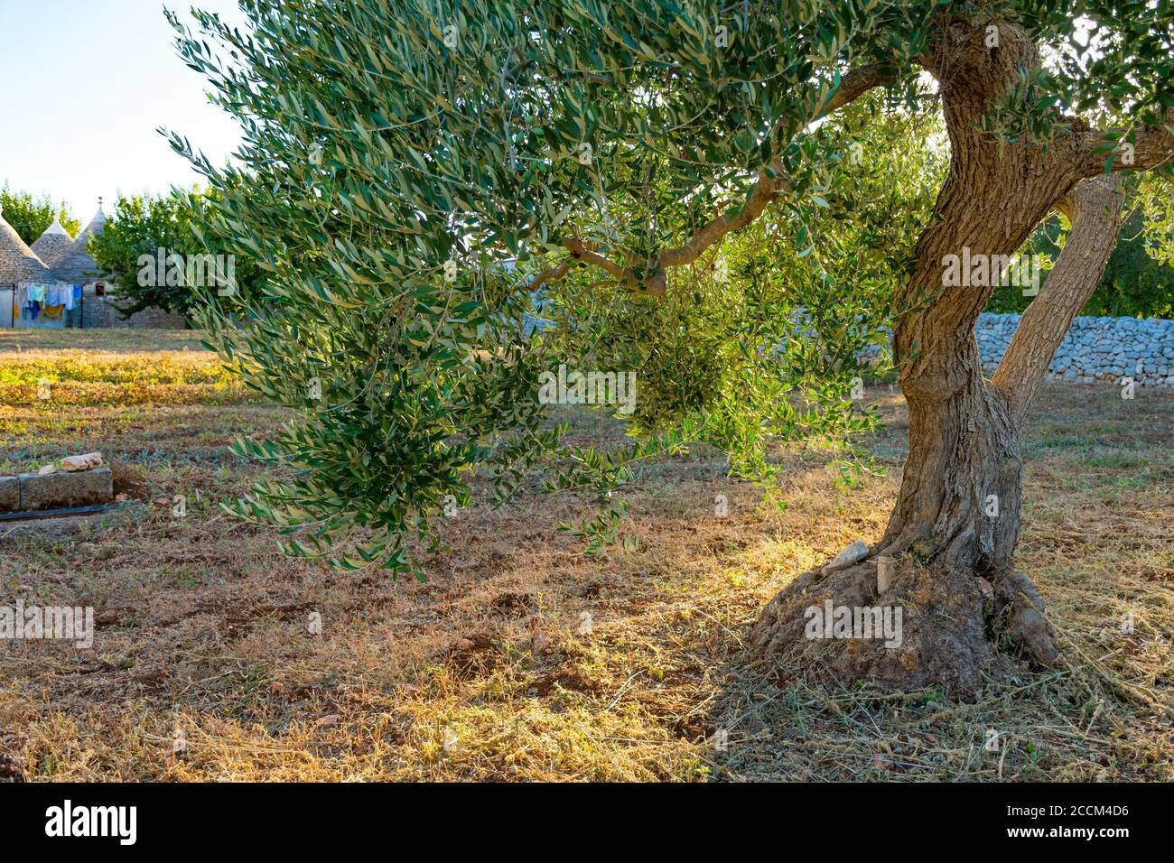 Beautiful olive tree hi-res stock photography and images - Alamy