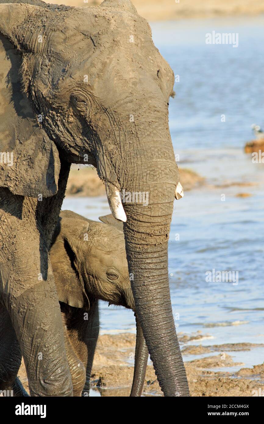 Portrait view of a small calf which is framed through the Matriarchs ...