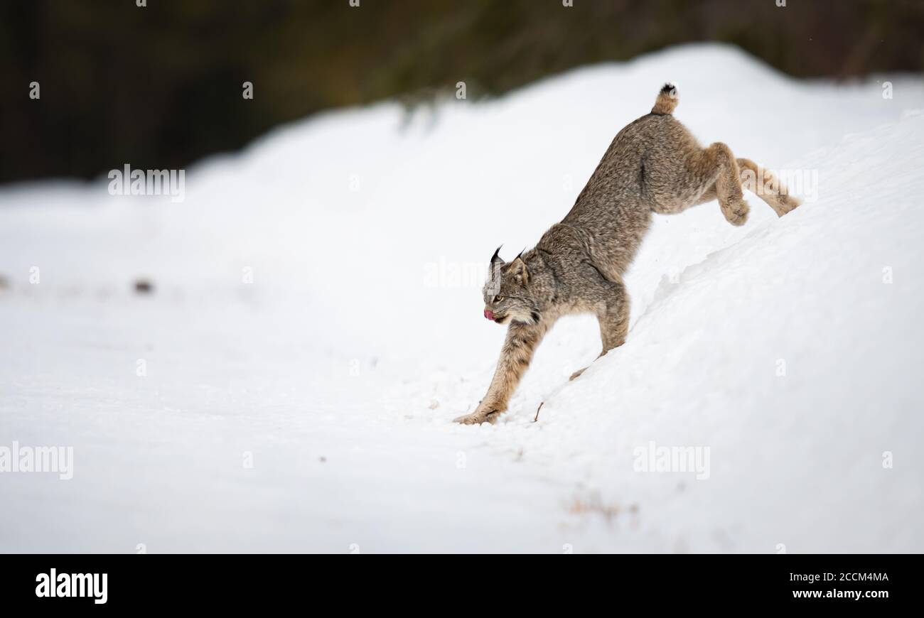 Canadian lynx in the wild Stock Photo - Alamy