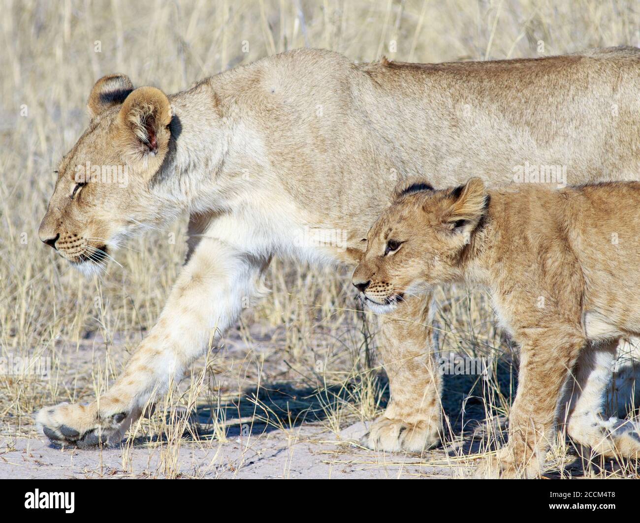 Relaxed lioness walking hi-res stock photography and images - Alamy