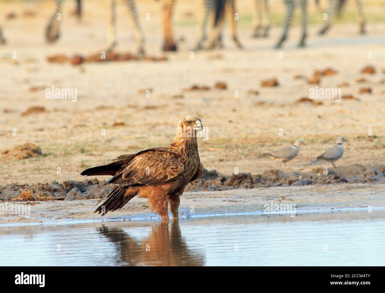 Zebra legs hi-res stock photography and images - Alamy