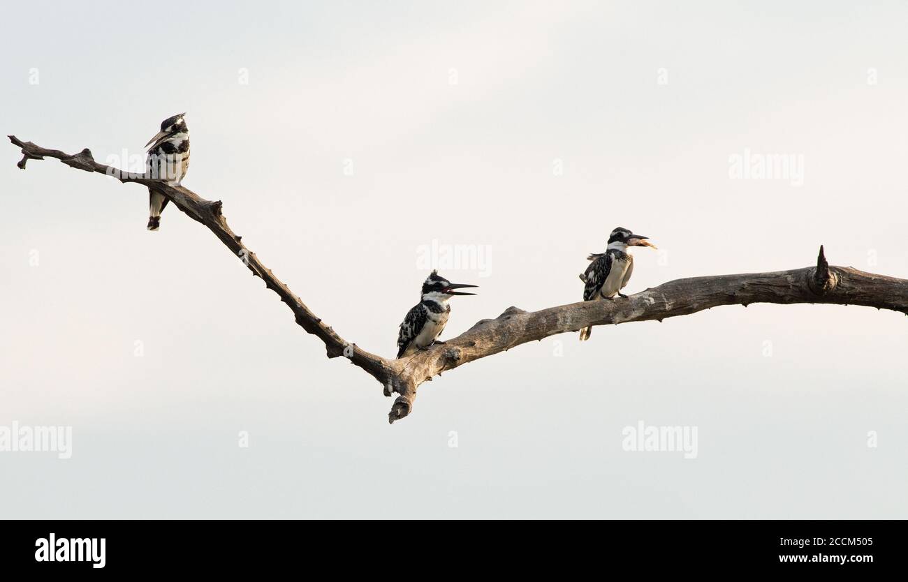 Three Pied Kingfishers on a branch - one has a small fish in ot's beak ...