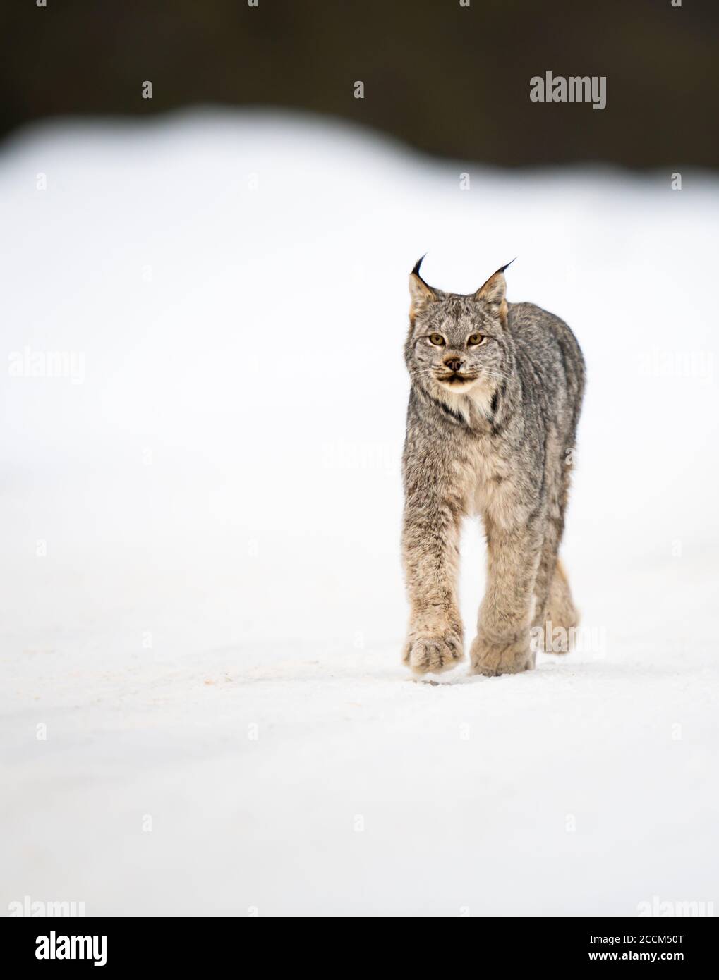 Canadian lynx in the wild Stock Photo - Alamy