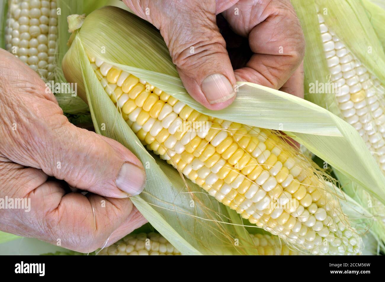 hands of senior woman cleaning freshly harvested young sweet corn in ...