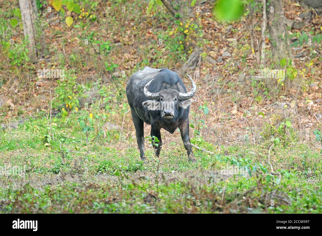 Asiatic water buffalo of india hi-res stock photography and images - Alamy