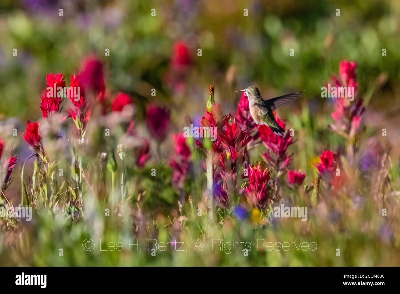 Indian hummingbird hi-res stock photography and images - Alamy