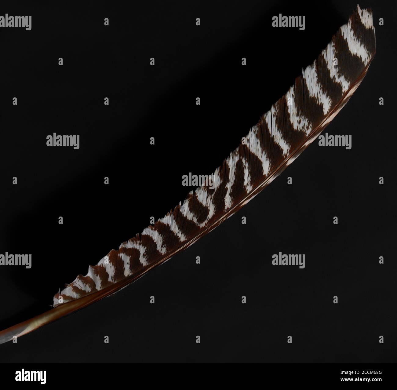 Black hawk indian hi-res stock photography and images - Alamy