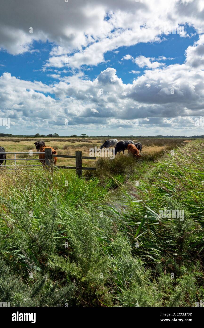 Cattle graze on marsh hi-res stock photography and images - Alamy