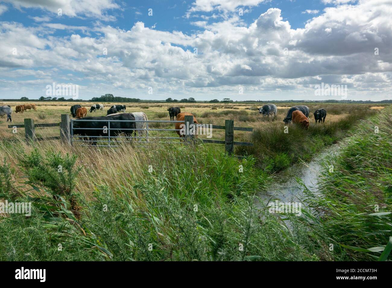 cattle cows graze on marsh Stock Photo - Alamy