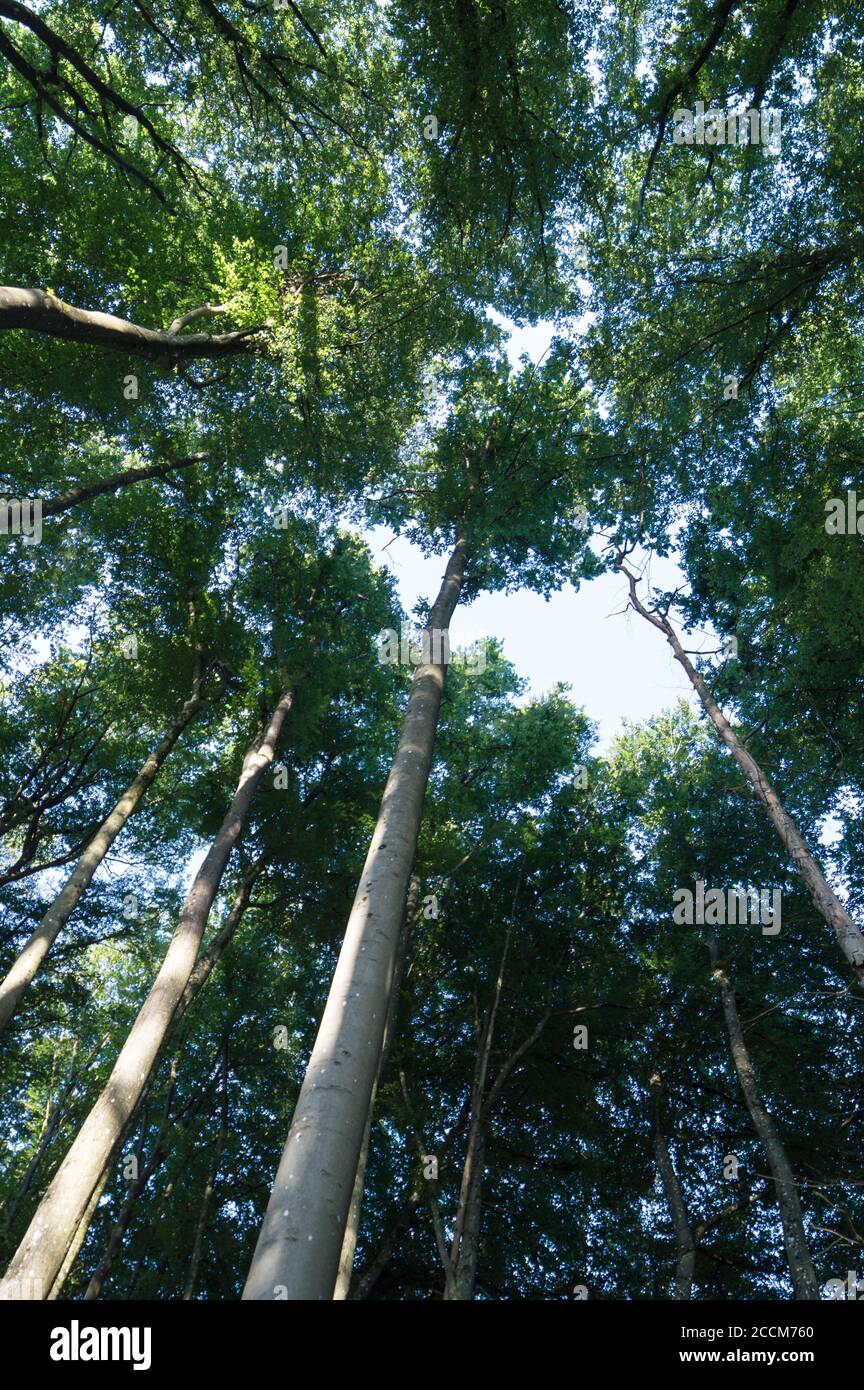 stem of beech tree from bottom up Stock Photo - Alamy