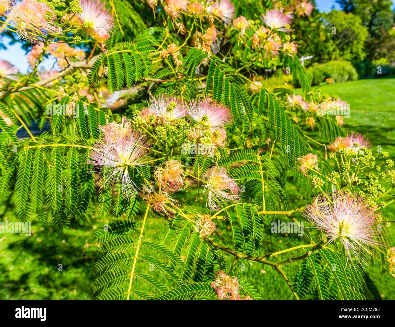 Wispy flowers hi-res stock photography and images - Alamy