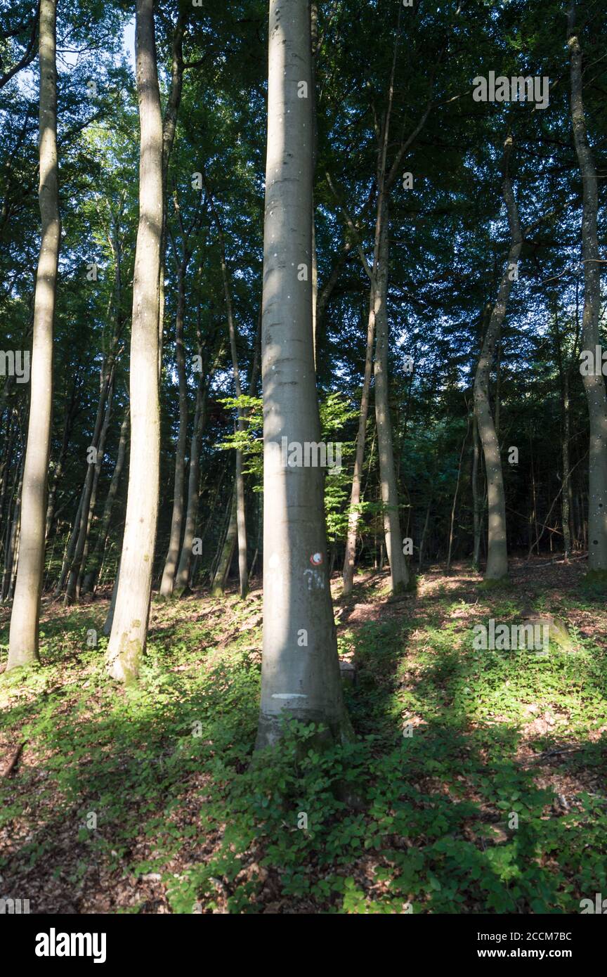 stem of beech tree from bottom up Stock Photo - Alamy