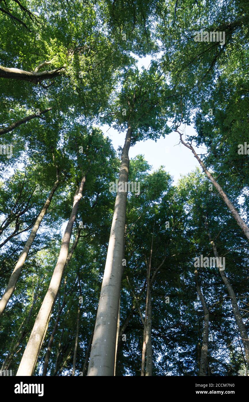 stem of beech tree from bottom up Stock Photo - Alamy