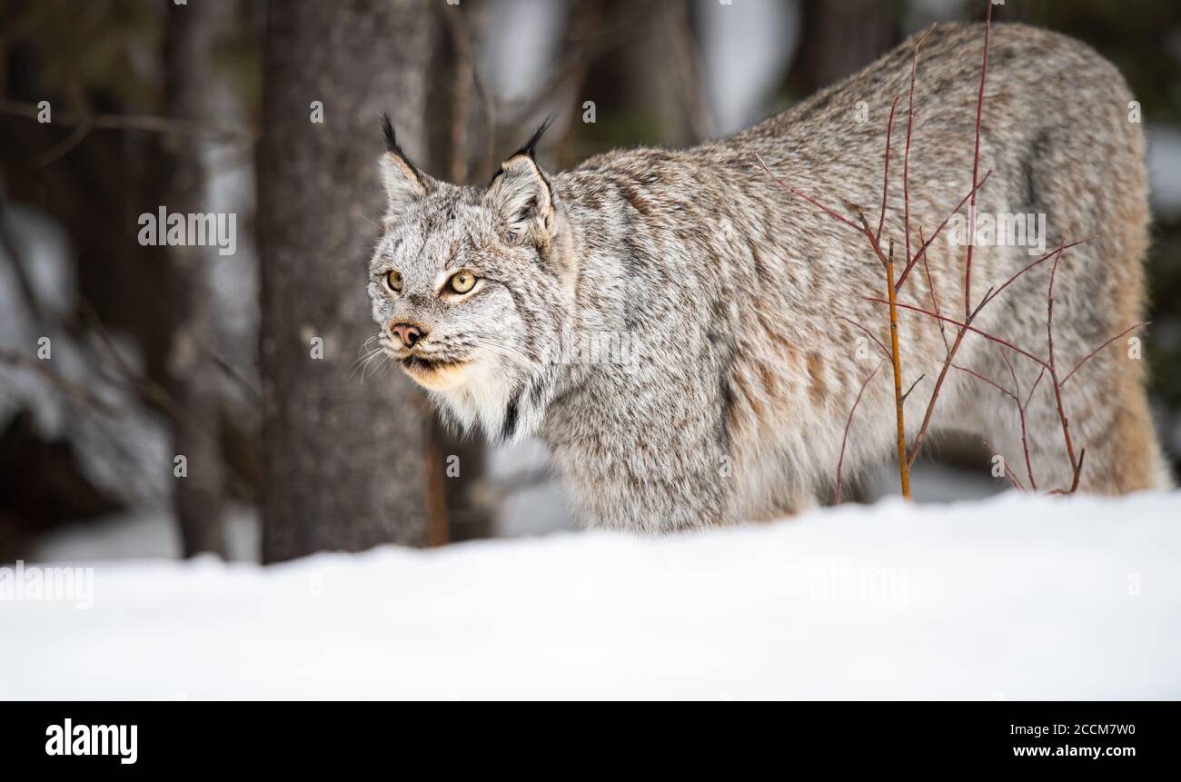 Canadian lynx in the wild Stock Photo - Alamy