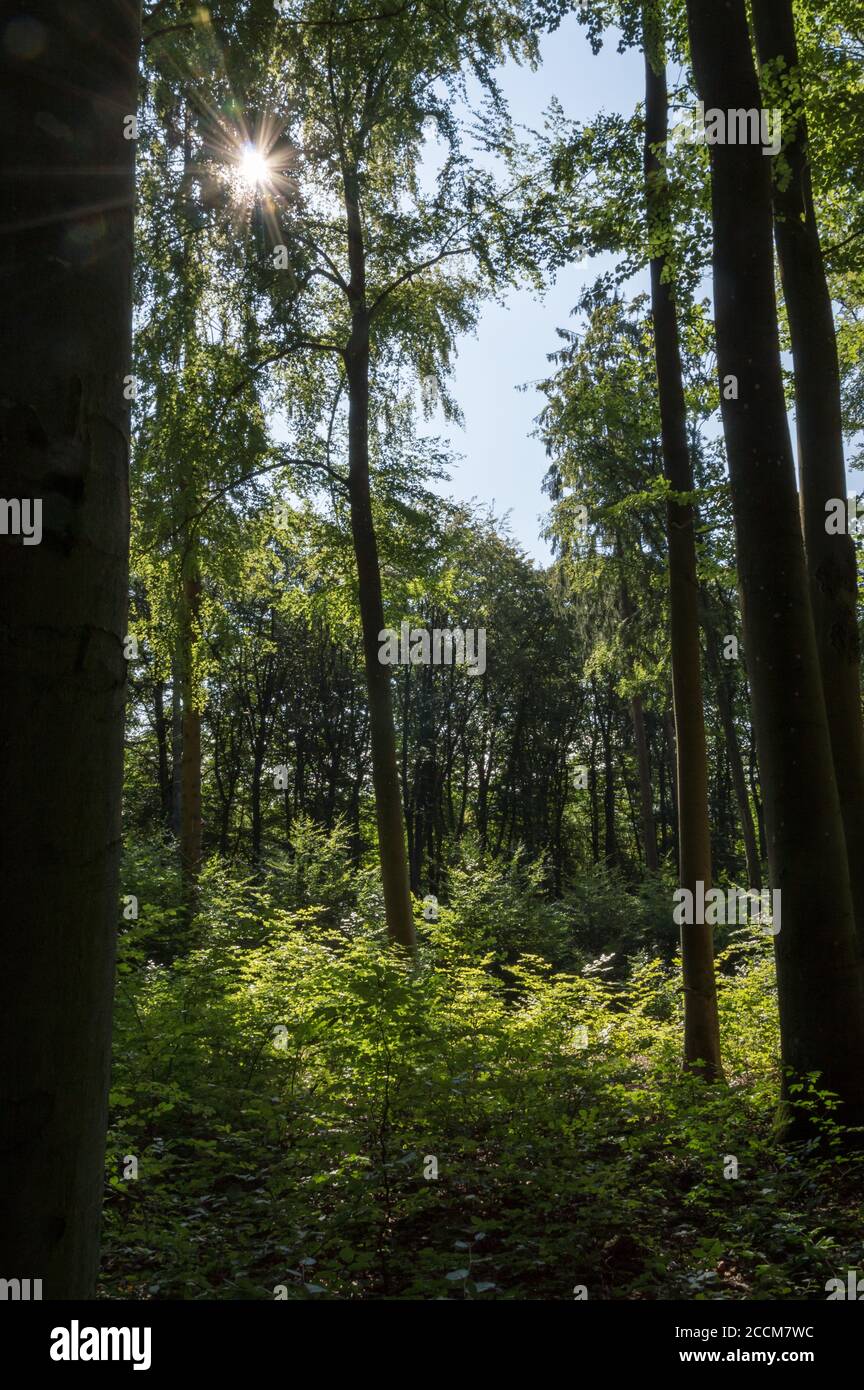 stem of beech tree from bottom up Stock Photo - Alamy