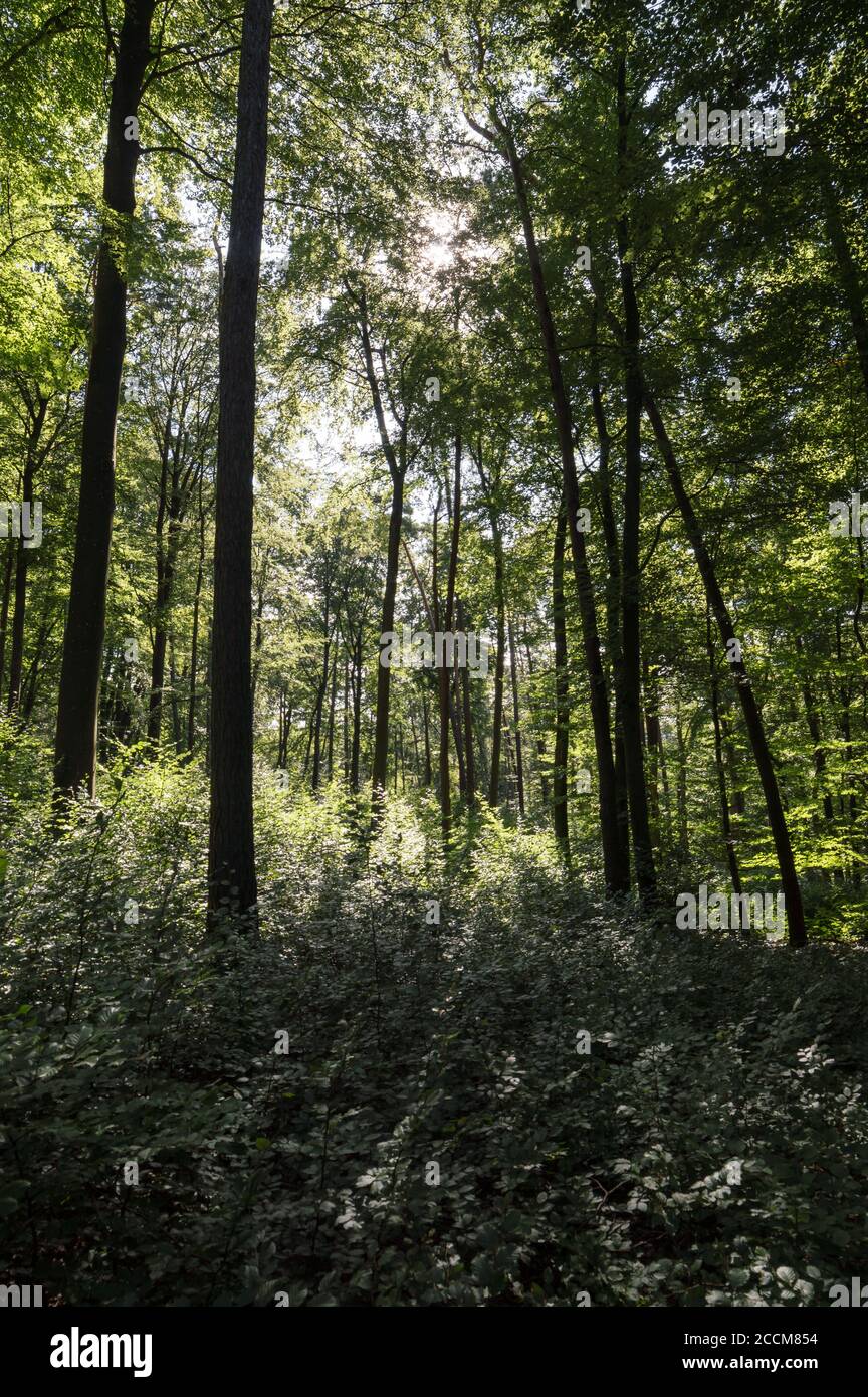 stem of beech tree from bottom up Stock Photo - Alamy