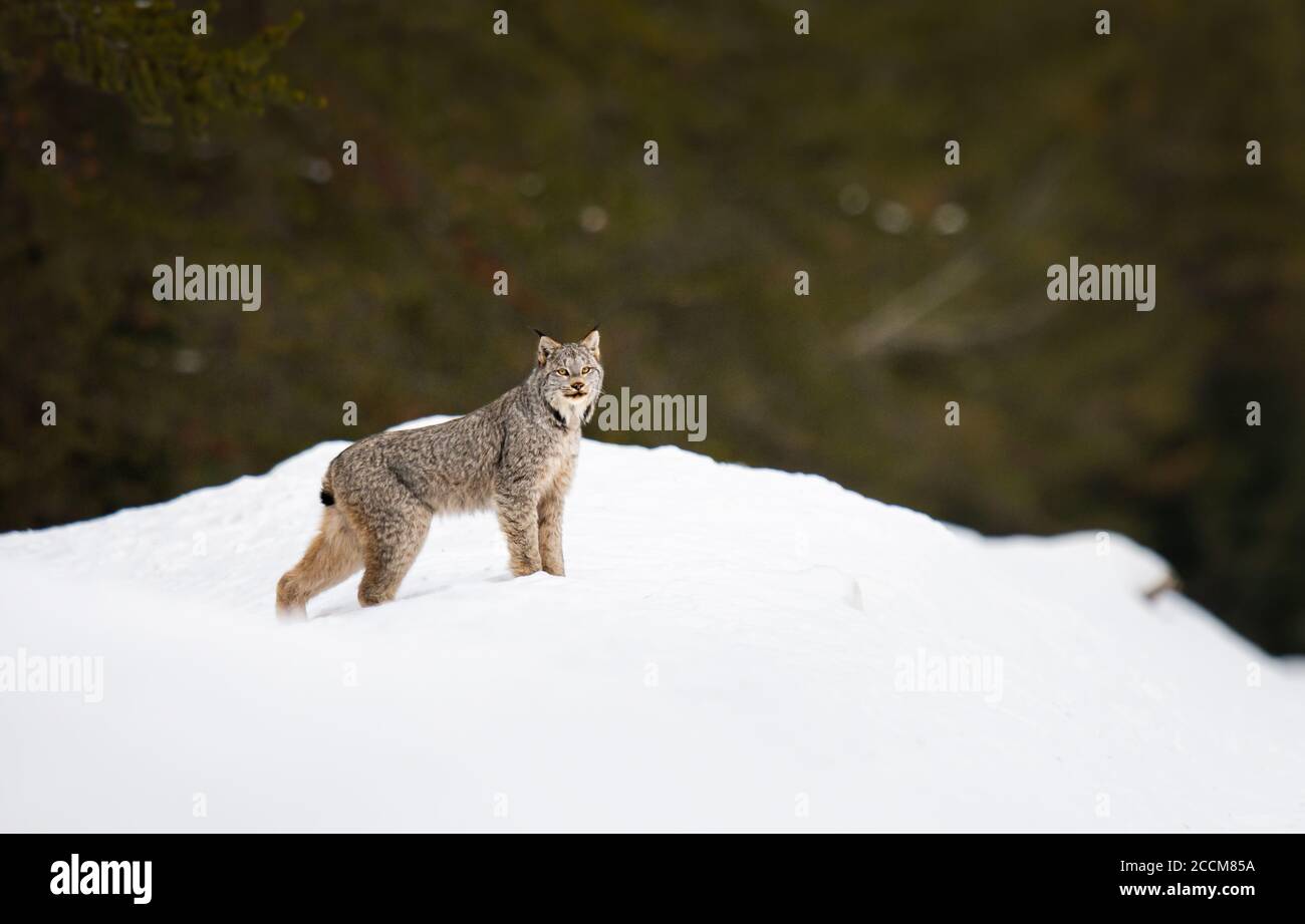 Canadian lynx in the wild Stock Photo - Alamy