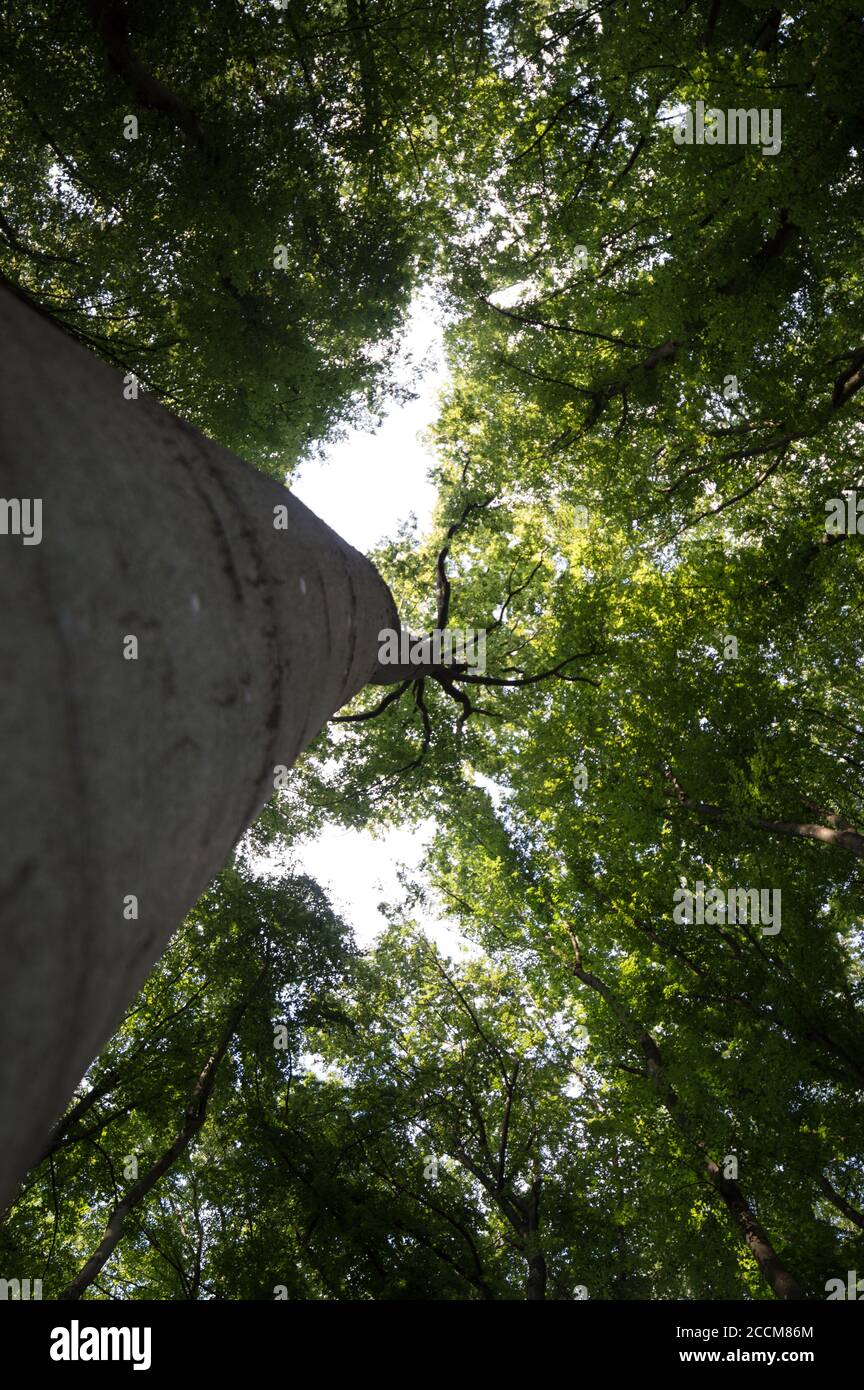 Beautiful beech tree forest hi-res stock photography and images - Alamy