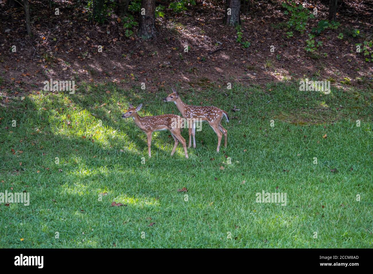 Woodlands creature hi-res stock photography and images - Alamy