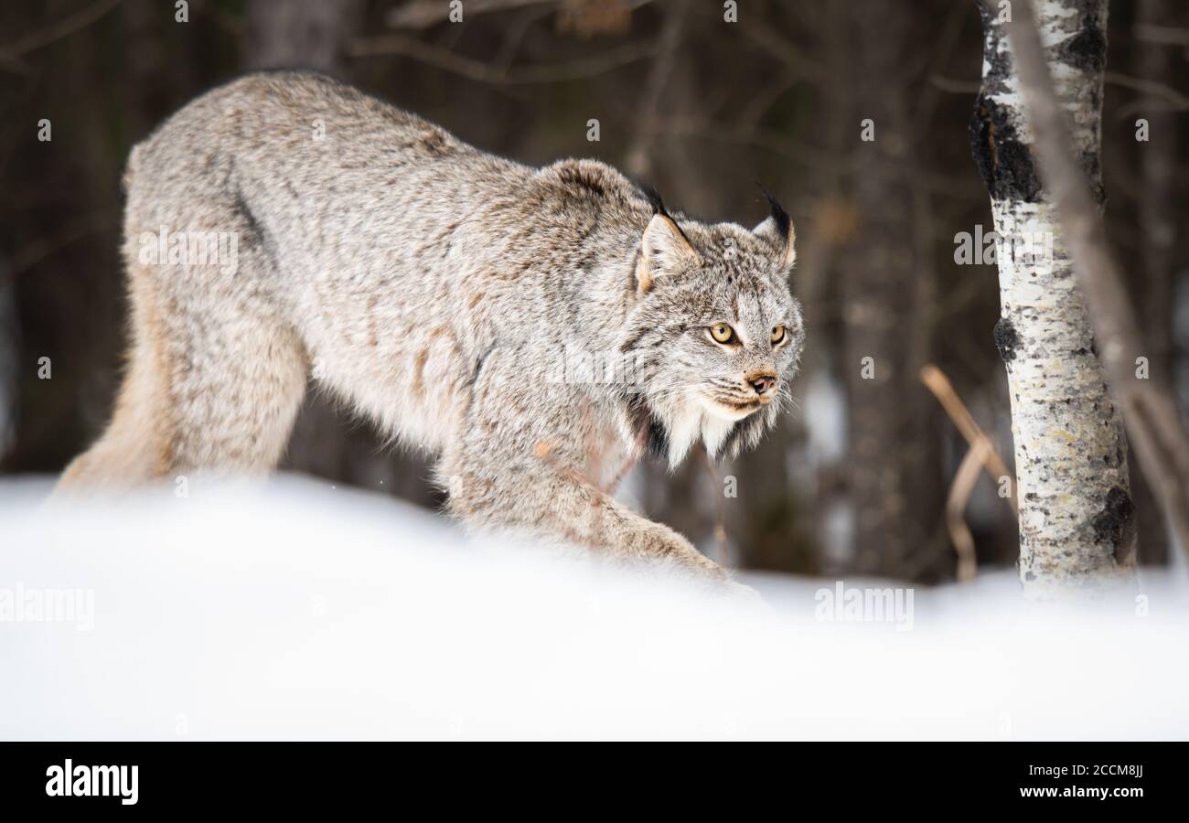 Canadian lynx in the wild Stock Photo - Alamy