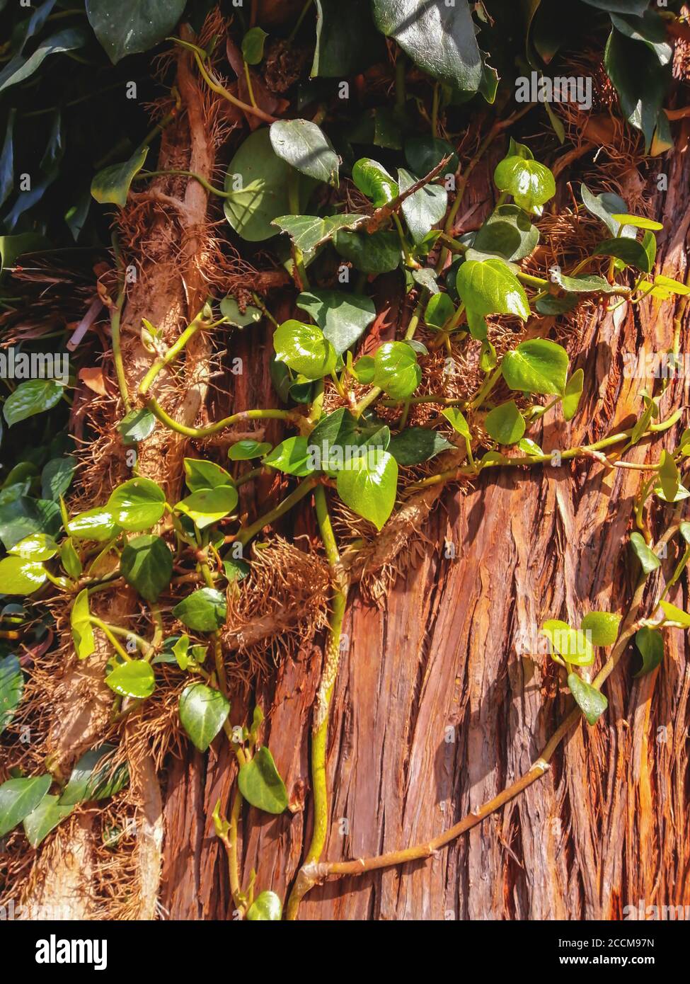 tree bark, with green plants growing, close up, background, texture ...