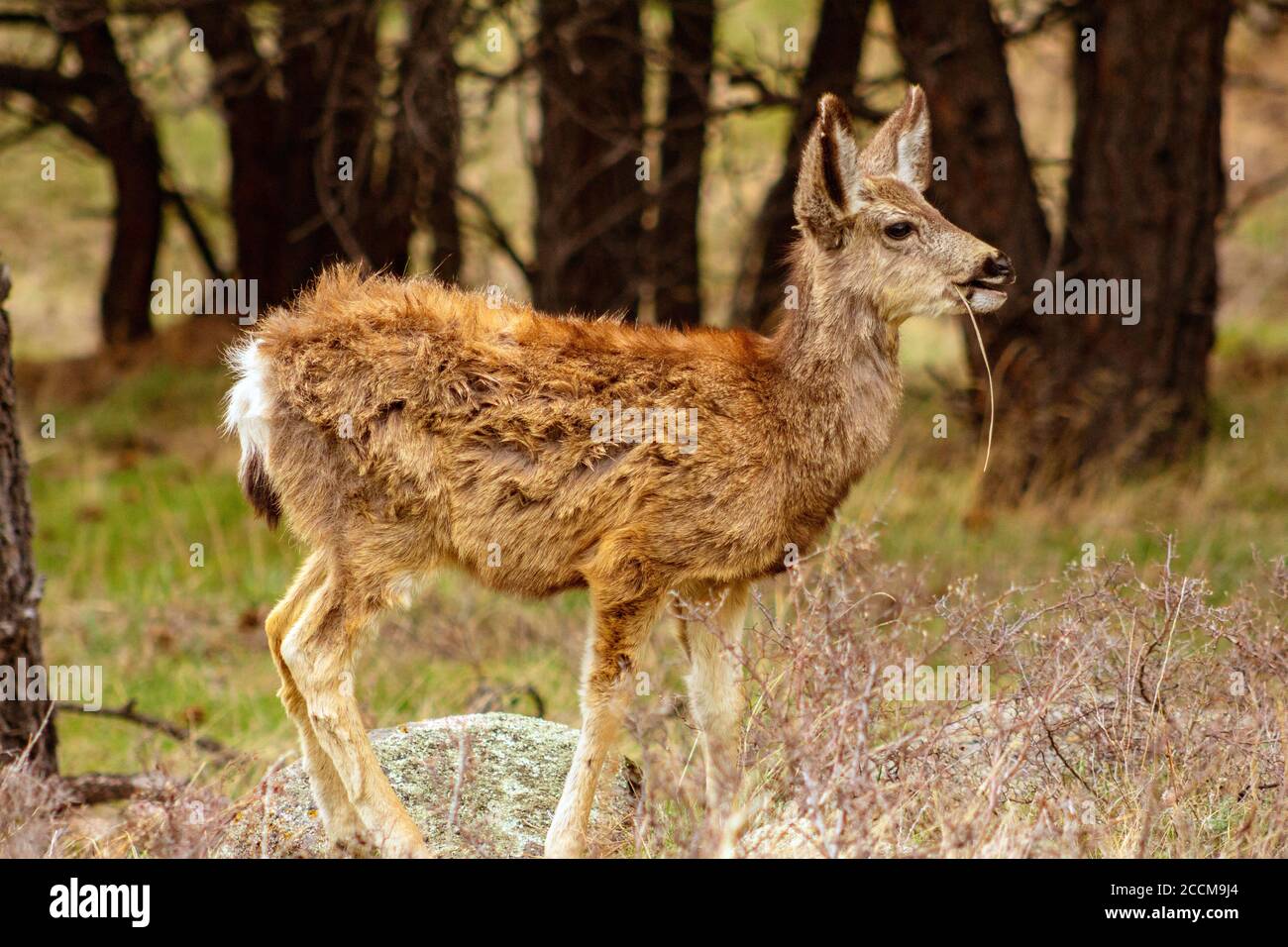 Mule deer messy fur Stock Photo - Alamy
