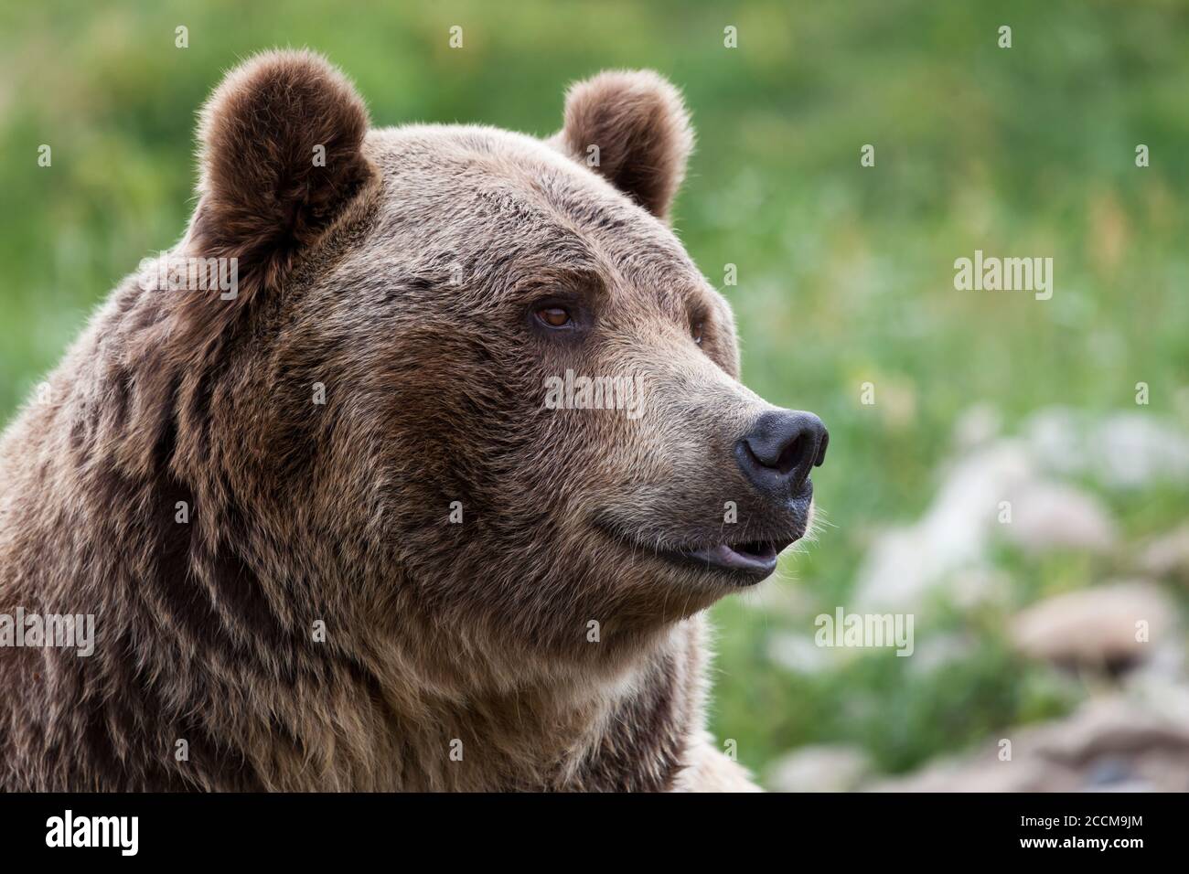 Bozeman, Montana / USA - July 21, 2014: Brutus the Bear calmly posing ...