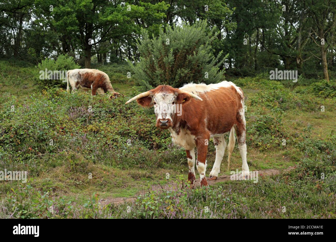 English Longhorn cattle (Bos Primigenius) grazing on heathland on ... English Longhorn cattle (Bos Primigenius) grazing on heathland on ...