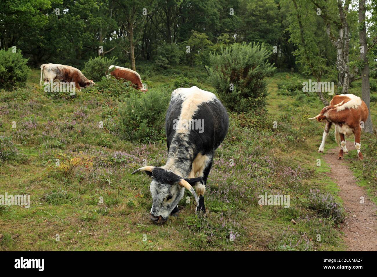 English Longhorn cattle (Bos Primigenius) grazing on heathland on ... English Longhorn cattle (Bos Primigenius) grazing on heathland on ...