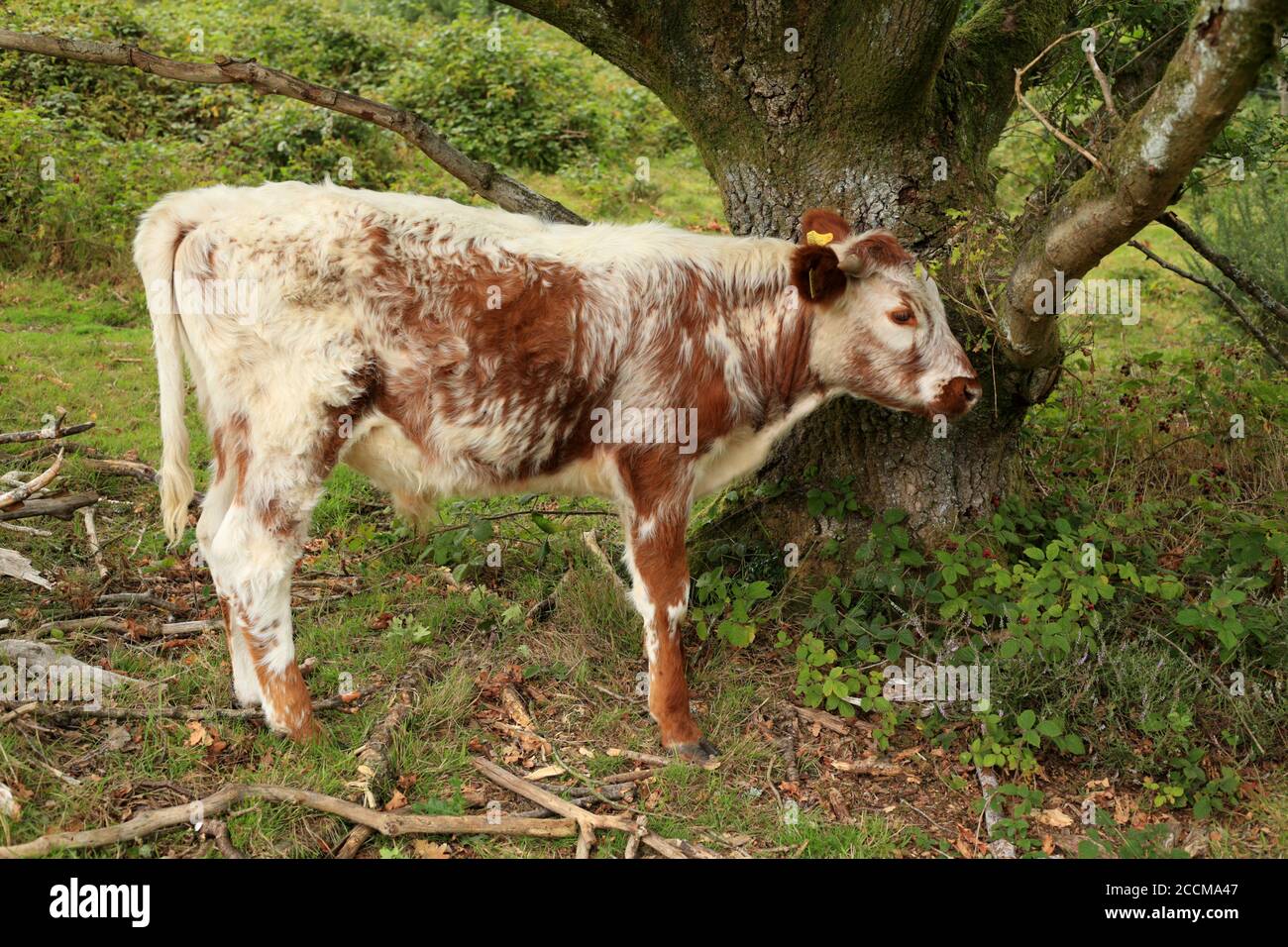 English Longhorn cow (Bos Primigenius) grazing on heathland on Kinver ...