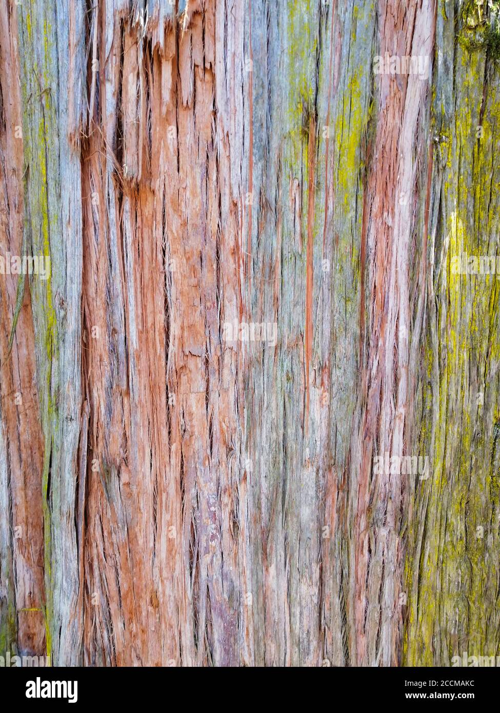 tree bark multicolored, close up, background, wooden board, texture ...