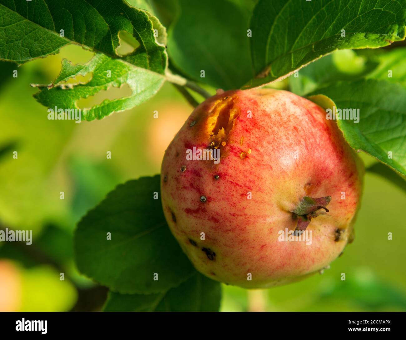 Apple damage by birds hi-res stock photography and images - Alamy