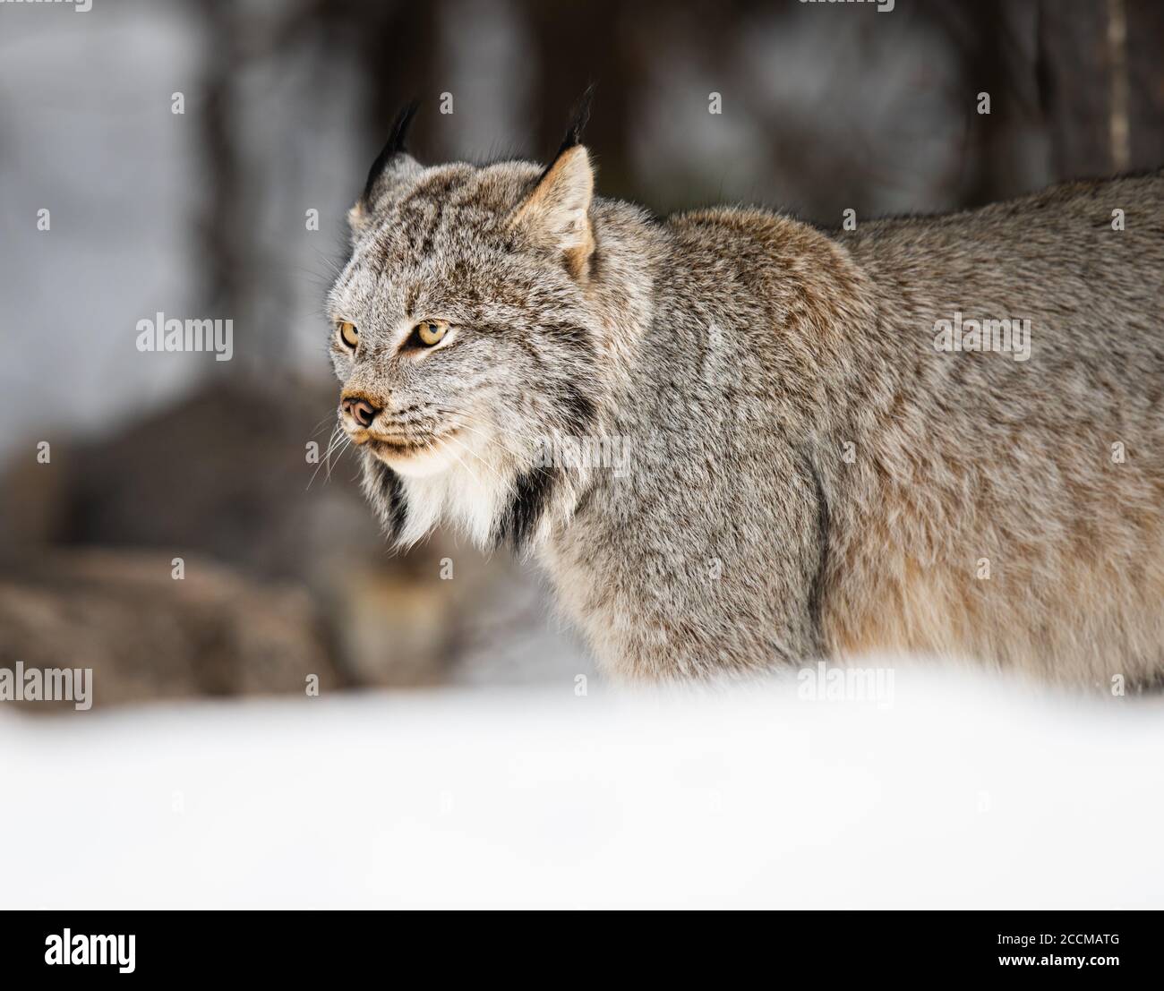 Canadian lynx in the wild Stock Photo - Alamy